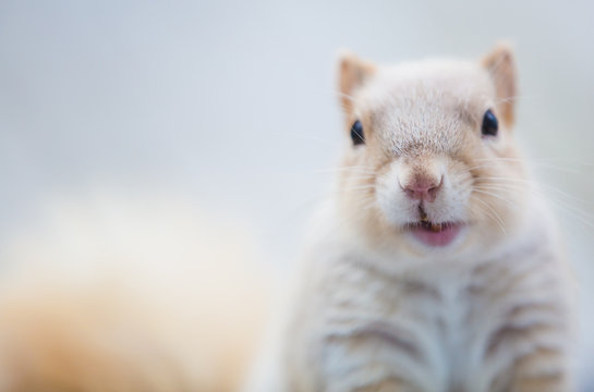 "Yellow Squirrel" Images – Browse 18 Stock Photos, Vectors, and Video ...
