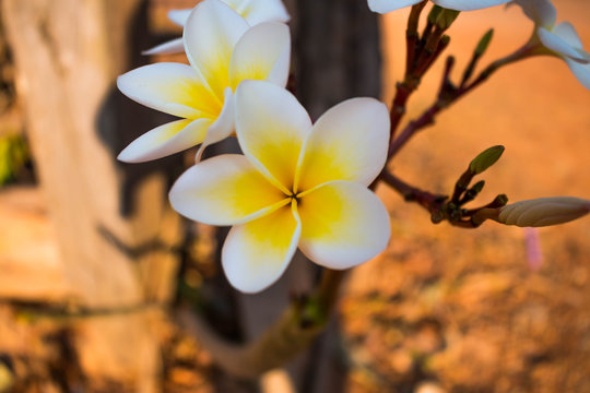 Fiower Images – Browse 262 Stock Photos, Vectors, and Video | Adobe Stock