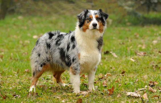 "Australian Sheppard" Images – Browse 779 Stock Photos, Vectors, and ...