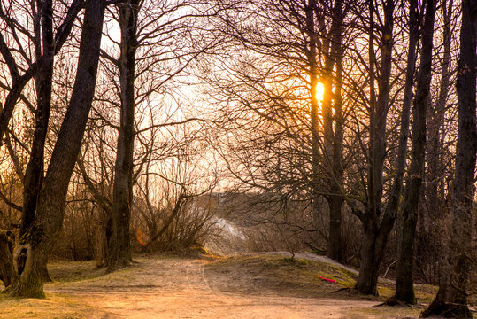 "Sun Behind Trees" Images – Browse 48 Stock Photos, Vectors, and Video ...