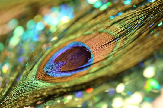 「Fether」の写真素材 | 4,199件の無料イラスト画像 | Adobe Stock