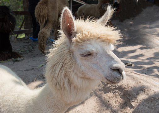 Apaca Images – Browse 34 Stock Photos, Vectors, and Video | Adobe Stock