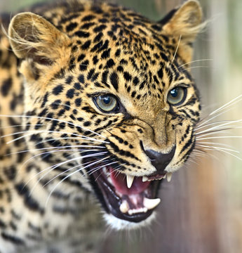 Angry Leopard Face