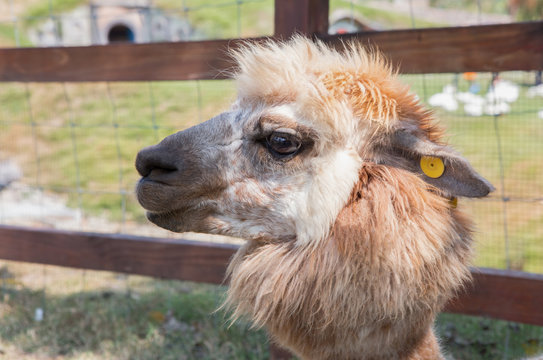 Apaca Images – Browse 33 Stock Photos, Vectors, and Video | Adobe Stock