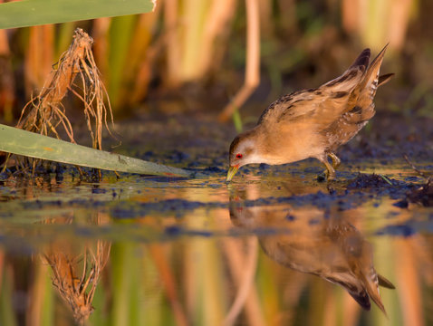 รูปภาพParva – เลือกดูภาพถ่ายสต็อก เวกเตอร์ และวิดีโอ1,962 | Adobe Stock