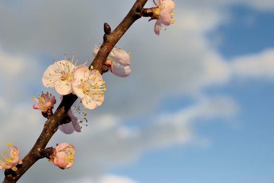 Peschi bilder – Bläddra bland 82 stockfoton, vektorer och videor ...