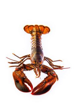 Lopster Images – Browse 56 Stock Photos, Vectors, and Video | Adobe Stock