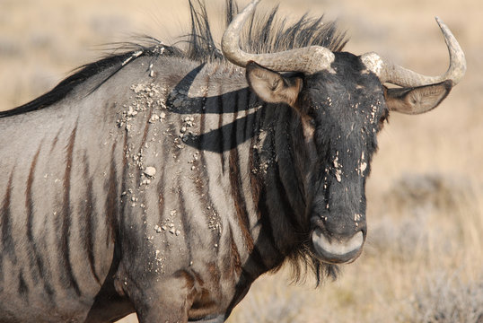 Gnus Bilder – Durchsuchen 50,908 Archivfotos, Vektorgrafiken und Videos ...