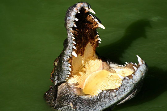 รูปภาพKrokodil – เลือกดูภาพถ่ายสต็อก เวกเตอร์ และวิดีโอ4,835 | Adobe Stock