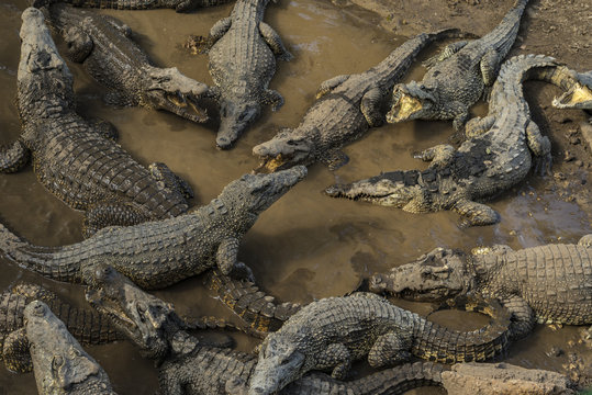 "Cuban Crocodile" Images – Browse 371 Stock Photos, Vectors, and Video ...