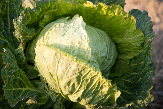 Repollo Bilder – Durchsuchen 705 Archivfotos, Vektorgrafiken und Videos ...