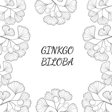 Ginkgopsida Images – Browse 37 Stock Photos, Vectors, and Video | Adobe ...