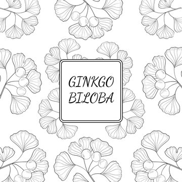 Ginkgopsida Images – Browse 37 Stock Photos, Vectors, and Video | Adobe ...