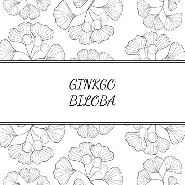 Ginkgopsida Images – Browse 37 Stock Photos, Vectors, and Video | Adobe ...