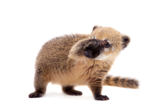 Cute Baby Coatimundi