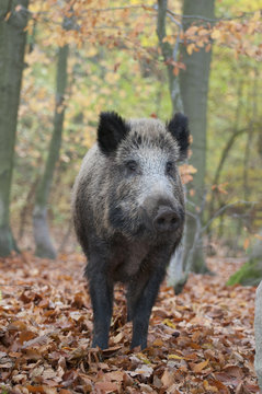 Obrazy (Dzik) — zdjęcia, wektory i wideo bez tantiem (1,552) | Adobe Stock