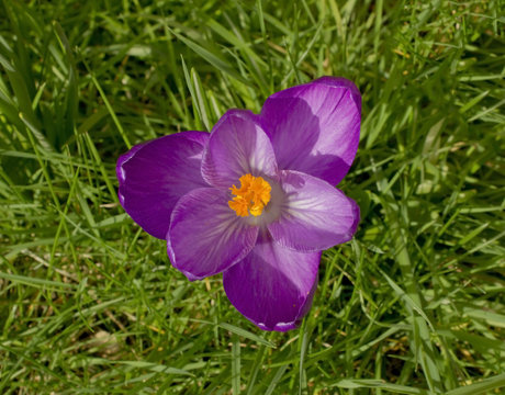 Bourgeonner bilder – Bläddra bland 397 stockfoton, vektorer och videor ...