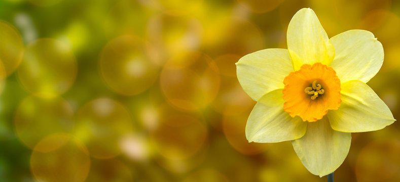 Osterrosen Bilder – Durchsuchen 316 Archivfotos, Vektorgrafiken und ...