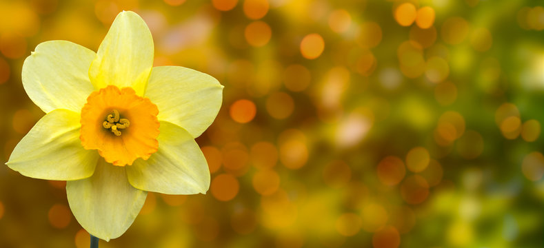 Osterrosen Bilder – Durchsuchen 316 Archivfotos, Vektorgrafiken und ...