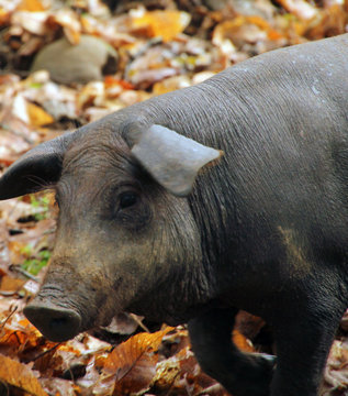 Gorrino Bilder – Durchsuchen 114 Archivfotos, Vektorgrafiken und Videos ...