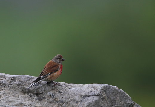 Redpol Bilder – Durchsuchen 110 Archivfotos, Vektorgrafiken und Videos ...