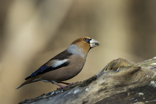 Redpol Bilder – Durchsuchen 110 Archivfotos, Vektorgrafiken und Videos ...