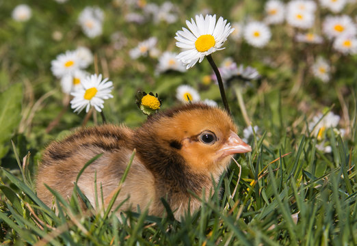 Pulcino Images – Browse 2,657 Stock Photos, Vectors, and Video | Adobe ...