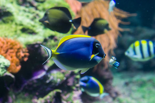 "Regal Tang" Images – Browse 1,706 Stock Photos, Vectors, and Video ...