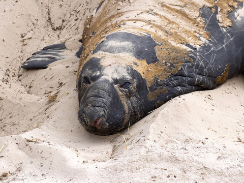 Leonina Bilder – Durchsuchen 1,948 Archivfotos, Vektorgrafiken und ...