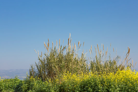 รูปภาพScirpus – เลือกดูภาพถ่ายสต็อก เวกเตอร์ และวิดีโอ3,343 | Adobe Stock