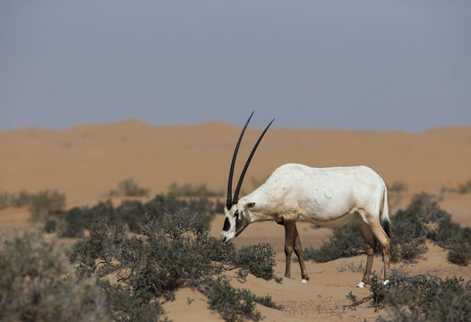รูปภาพOrix – เลือกดูภาพถ่ายสต็อก เวกเตอร์ และวิดีโอ1,286 | Adobe Stock