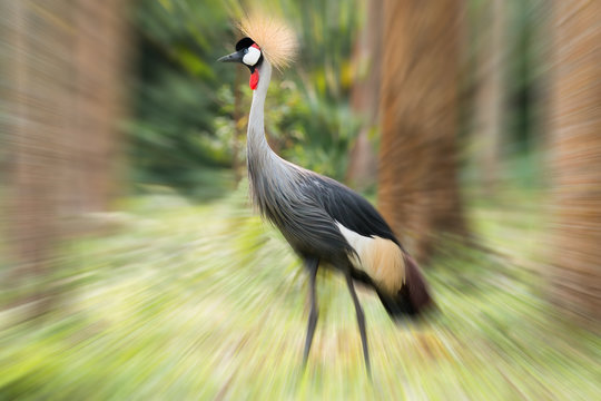 รูปภาพ"Kranich – เลือกดูภาพถ่ายสต็อก เวกเตอร์ และวิดีโอ7,707 | Adobe Stock