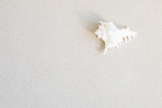 「Konche」の写真素材 | 7,730件の無料イラスト画像 | Adobe Stock