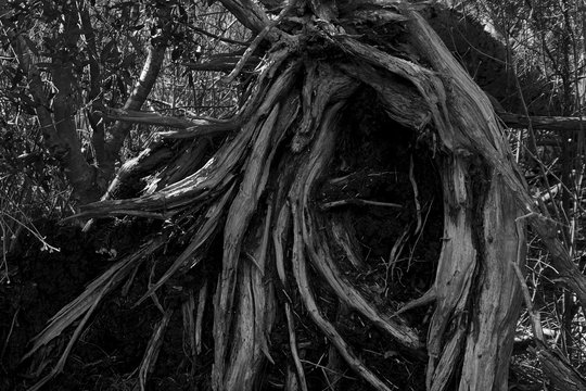 Twisted Tree Roots