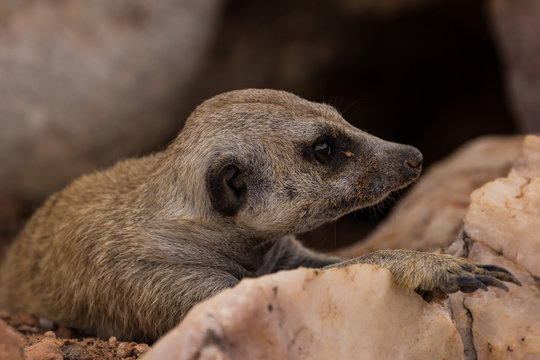 「Chillig」の画像 - 747 件の Stock 写真、ベクターおよびビデオ | Adobe Stock
