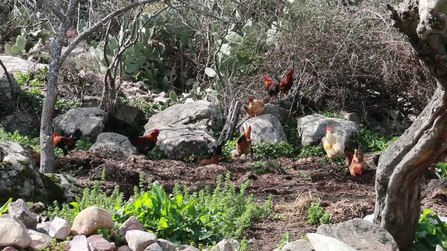 รูปภาพCackling – เลือกดูภาพถ่ายสต็อก เวกเตอร์ และวิดีโอ5,117 | Adobe Stock