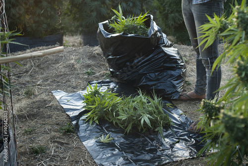 "Farmer harvesting marijuana plants on farm" Stock photo and royalty ...