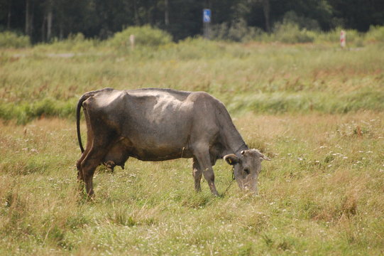 "Blue Cow" Images – Browse 104 Stock Photos, Vectors, and Video | Adobe ...