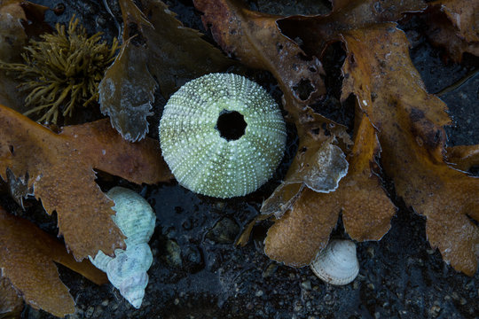 Seeigelskelett Bilder – Durchsuchen 275 Archivfotos, Vektorgrafiken und ...