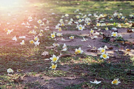 "Falling Flowers" Images – Browse 456 Stock Photos, Vectors, and Video ...