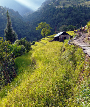 59 BEST Naya IMAGES, STOCK PHOTOS & VECTORS | Adobe Stock