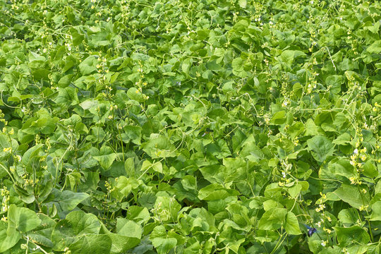 Lablab Images – Browse 979 Stock Photos, Vectors, and Video | Adobe Stock