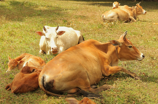 รูปภาพCulf – เลือกดูภาพถ่ายสต็อก เวกเตอร์ และวิดีโอ83 | Adobe Stock