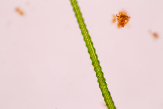 Chara Algae Microscope