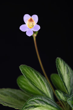 Chirita Images – Browse 52 Stock Photos, Vectors, and Video | Adobe Stock