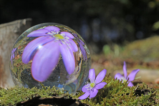 รูปภาพLeberblume – เลือกดูภาพถ่ายสต็อก เวกเตอร์ และวิดีโอ89 | Adobe Stock