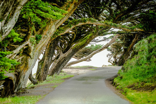 Windswept Trees Images – HD & 4K Photos Free to Download | PikWizard