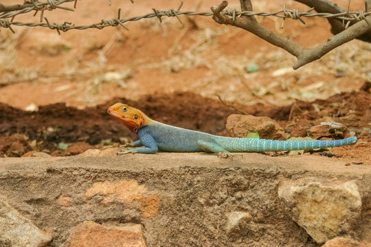 "African Lizard" Images – Browse 120 Stock Photos, Vectors, and Video ...
