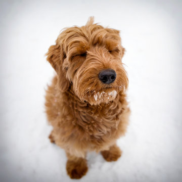 Golden-Doodle Images – Browse 108 Stock Photos, Vectors, and Video ...