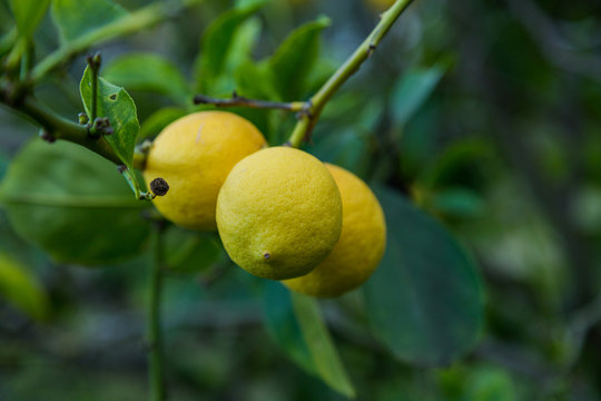 Citroner Images – Browse 26 Stock Photos, Vectors, and Video | Adobe Stock